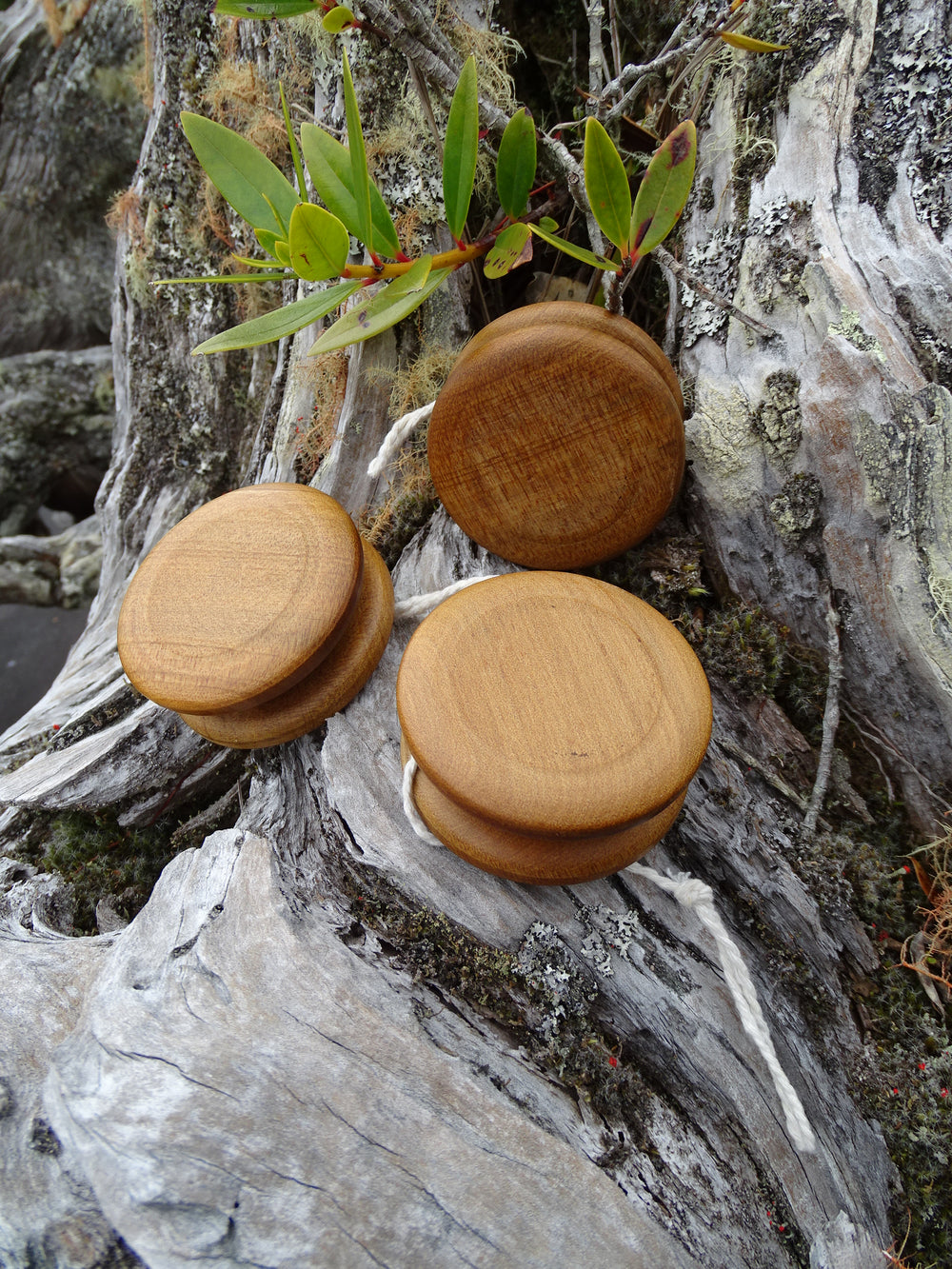 Collections – The Kauri Museum